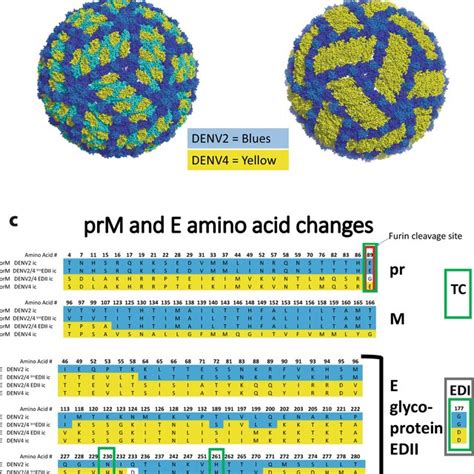 Molecular Models Of Virions A Pymol Software Generated Representations Download Scientific