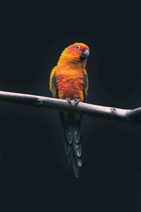 Comment Caresser Son Oiseau Guide Chat Et Chien