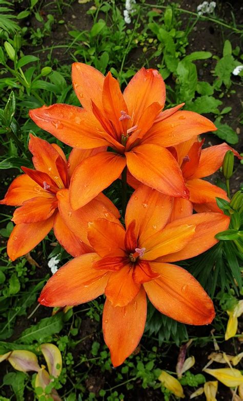 Мои оранжевые лилии Лилии Дельфиниум Луговые цветы