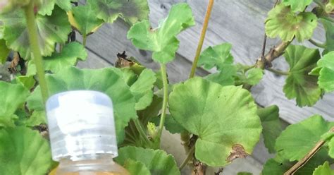 Créer vos produits naturels simple et pas cher un bi phasé peaux