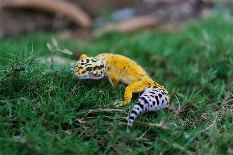 Top 30 Leopard Gecko Morphs By Color - More Reptiles