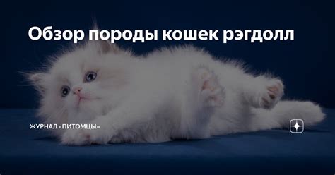 Обзор породы кошек рэгдолл Журнал «Питомцы Дзен
