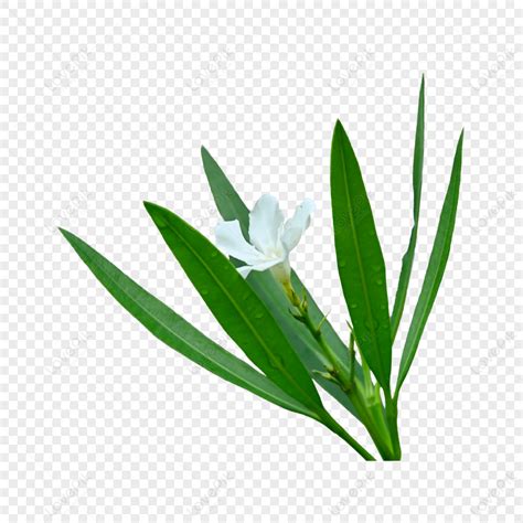 Nerium 서양 서양 협죽도 흰색 꽃 꽃잎 일러스트 빛 일러스트 집 일러스트 하늘 일러스트환경초록 Png 일러스트 무료 다운로드 Lovepik