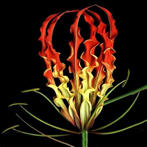 1 Pcs Bulb Flame Lily Bulbs Greenseedgarden