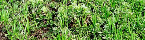 Broad Leaved Weeds Corteva Agrscience