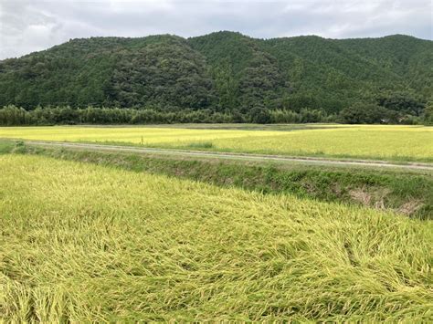 Repository Linguistic Landscapes