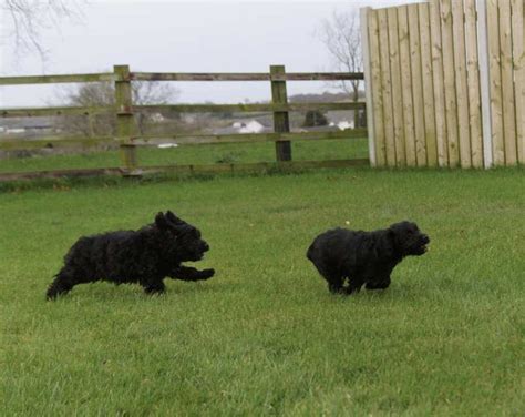 Upeita Cavapoo Pentuja