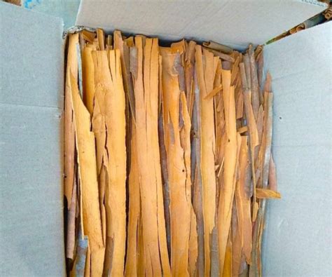 Cinnamoncassia Split