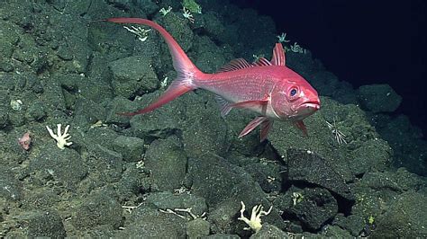 Mission To Mariana Trench Records Dozens Of Crazy Deep Sea Creatures Marianas Trench Deep Sea