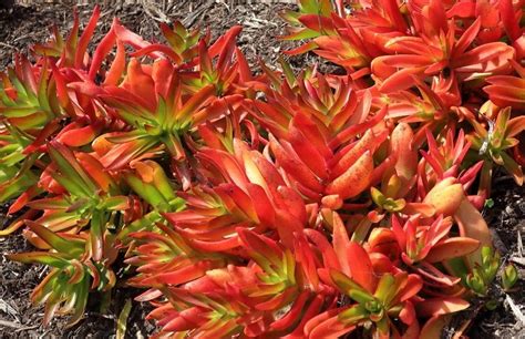 Top 10 Des Meilleures Plantes Grasses Extérieur Qui Ne Gèlent Pas