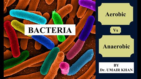 Aerobic Vs Anaerobic Bacteria Biology Wise