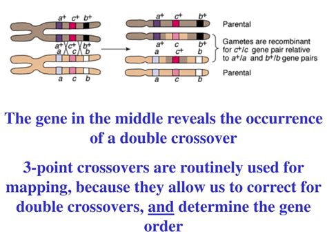 Ppt Genetic Mapping Iii Powerpoint Presentation Free Download Id