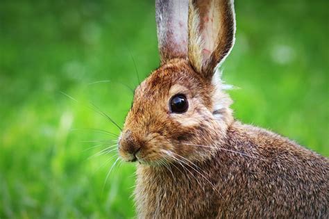 2 무료 눈신 토끼 And 토끼 이미지 Pixabay