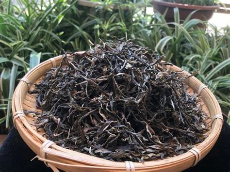 《老徐鑒茶》第466期：2021頭春景邁古樹茶品鑑報告 每日頭條