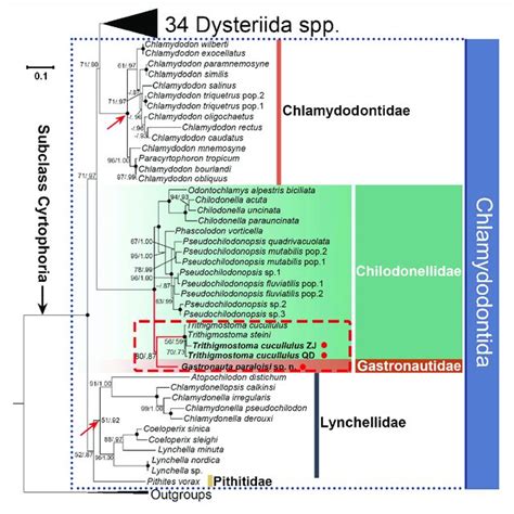 Ml Tree Inferred From Ssu Rdna Sequences Support Values From Ml And