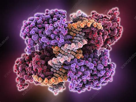 Tumour Suppressor Protein Molecular Model Stock Image C014 9164 Science Photo Library