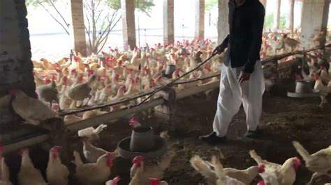 Collection Murgi Hen Harvesting Egg On Poultry Farming Chicken Egg