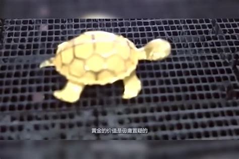 水流也能将黄金切开土豪小伙拿出金龟实测金龟招谁惹谁了 金龟 实测 招谁