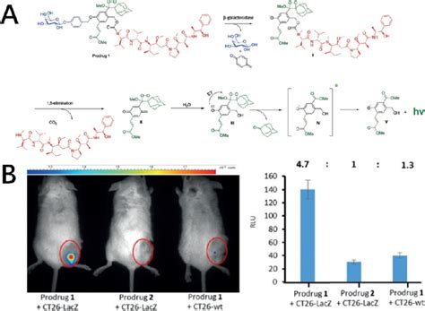 β Galactosidase Responsive Prodrug Activation And Synchronously