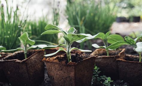 From Cuttings To Seeds Mastering The Art Of Propagation Blog