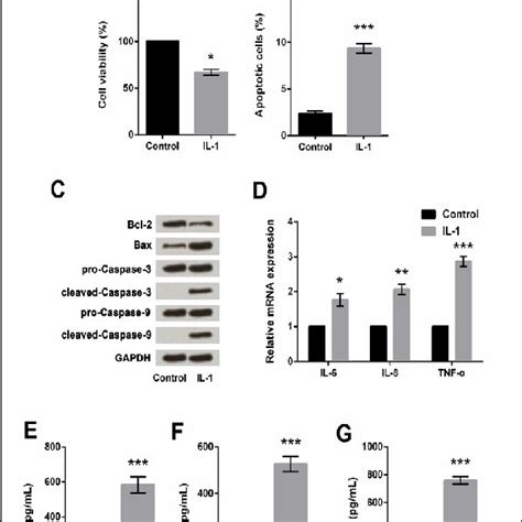 Effects Of Il 1 On Mir 150 Expression In Chondrogenic Atdc5 Cells Il 1