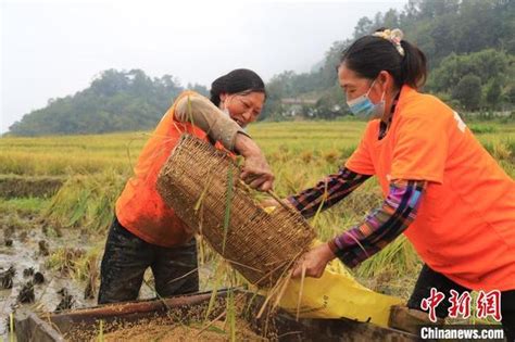 陕西岚皋：金秋时节谷子黄 颗粒归仓抢收忙