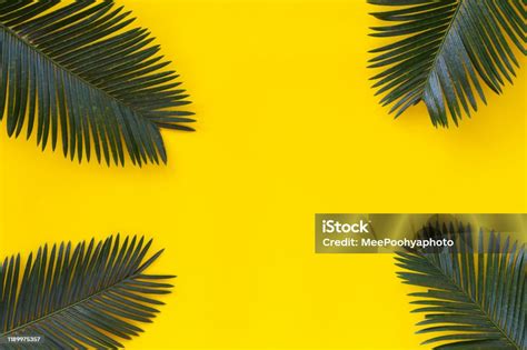 黄色い紙の背景に野生の手のひらの鮮度緑の葉 クライミングのストックフォトや画像を多数ご用意 クライミング クローズアップ