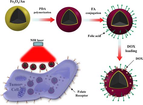 Schematic Illustration Of The Fabrication Of Fr Targeted Nir Sensitive Download Scientific