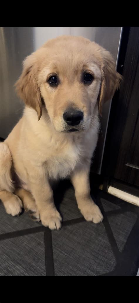 Hip Dysphasia R Goldenretrievers