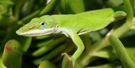 Green Anole Care Sheet