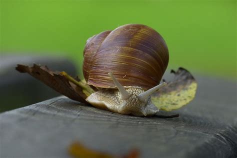 Snail Shell Mollusk Free Photo On Pixabay Pixabay