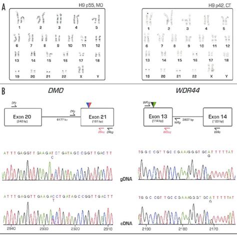 cytogenetic analysis snp genotyping and snp expression analysis of two