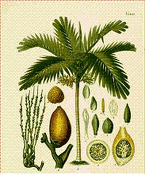 Angustura vera, Cusparia trifoliata (Ангустура истинная, Куспария ...