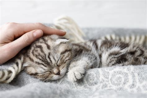 愛猫との最後の過ごし方。飼い主さんが猫にできる終末ケアとは「後編」 猫壱（necoichi）