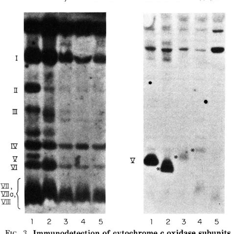 Figure 3 From Nuclear Functions Required For Cytochrome C Oxidase Biogenesis In Saccharomyces