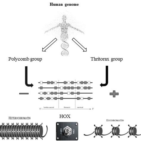 The Cell Memory Program See The Text Download Scientific Diagram