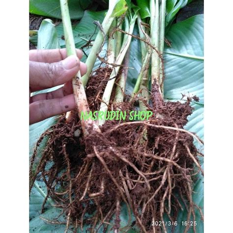 Jual Bibit Ganyong Putih Bibit Umbi Ganyong Putih Pohon Bukan