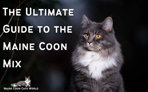 Maine Coon Siberian Mix A Guide To This Hybrid Cat Breed