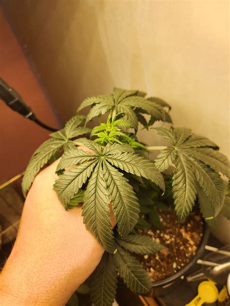 Nitrogen Toxicity Assistance Troubleshooting Ilgm Growers Forum Free Cannabis Growing