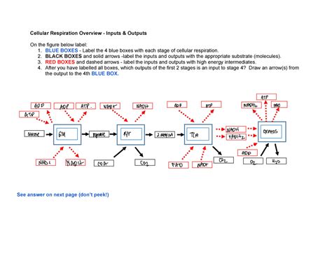 copy of cellular respiration overview inputs outputs cellular
