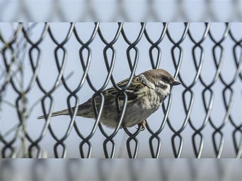 Keeping Birds In The Cage Cause Bad Defect In Your Kundali भूलकर भी