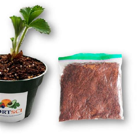 Plant Growing Kit Containing A Strawberry Fragaria × Ananassa Plant