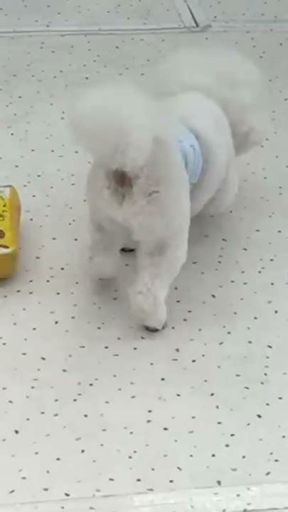 유도선수 김민수ㄴㄴ 김맹수낙법장견 Youtube