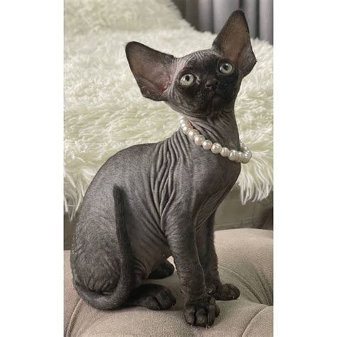 Buy Devon Rex Kitten Devon Rex M Andy