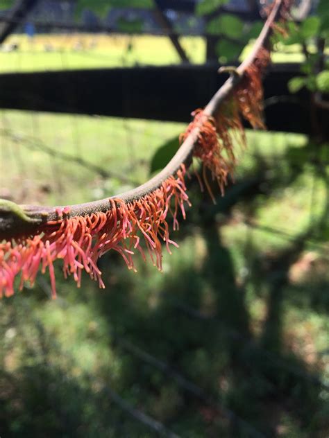 苔藓 自然 森林 Pixabay上的免费照片 Pixabay