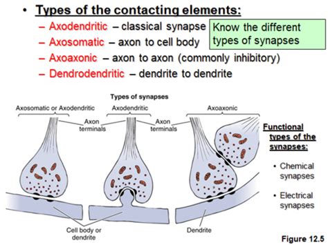 The Dynamic Synapse Flashcards Quizlet