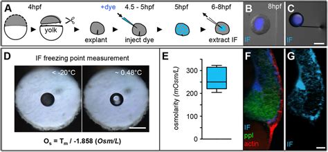 Measurements Of Interstitial Fluid Osmolarity A Schematic