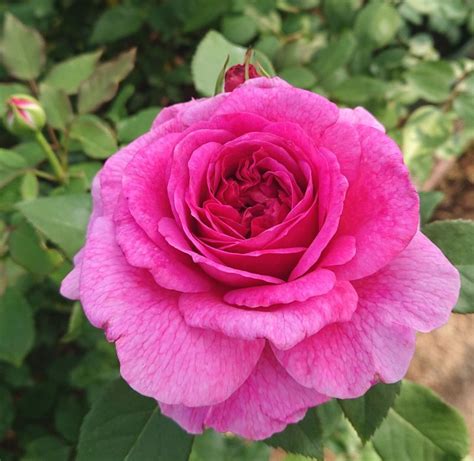 ガブリエルオーク