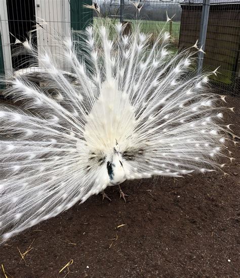Peacocks Uk One Of The Uks Largest Peafowl Farms All Breeds Of