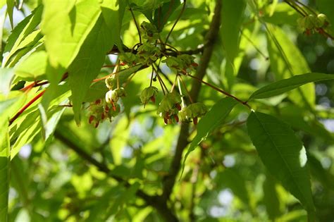 Manchurian Maple Acer Mandshuricum